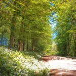 Fforest Fawr – Tongwynlais.com