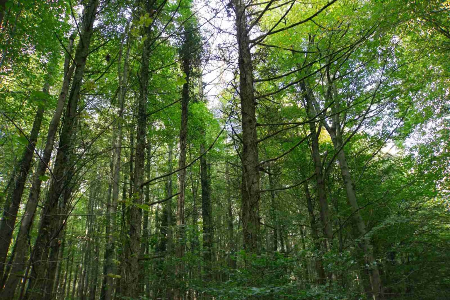 Fforest Fawr – Tongwynlais.com