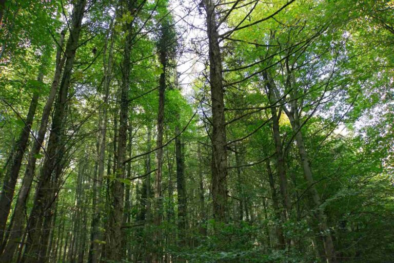 Fforest Fawr – Tongwynlais.com